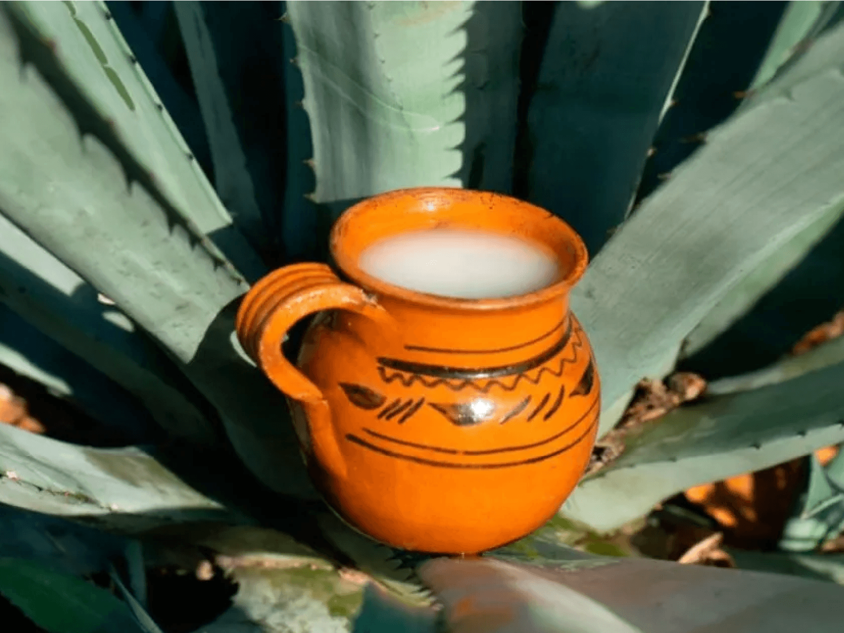 Pulque: la bebida de los dioses – Virtual Homes